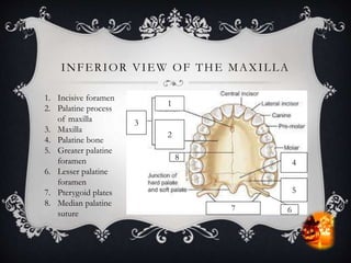Lateral View And Maxilla Of The Skull Anatomy | PPTX