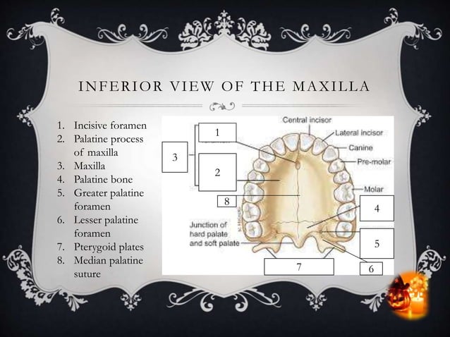 Lateral View And Maxilla Of The Skull Anatomy | PPTX