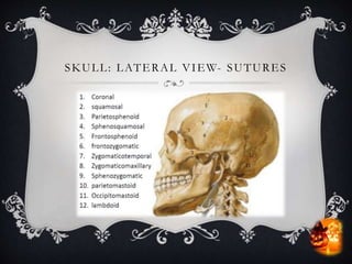 Lateral View And Maxilla Of The Skull Anatomy | PPTX