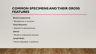 Gross Examination histo technique (histopathology).pptx