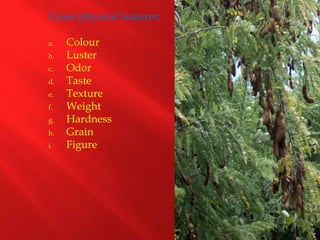 Gross features and minute stucture of temarindus indica | PPTX