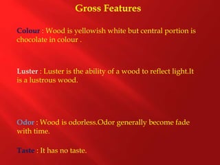 Gross features and minute stucture of temarindus indica | PPTX