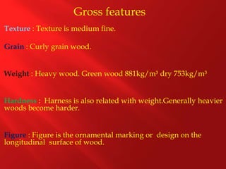 Gross features and minute stucture of temarindus indica | PPTX
