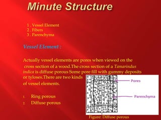 Gross features and minute stucture of temarindus indica | PPTX