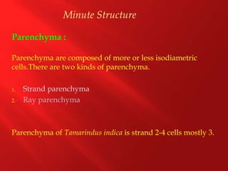 Gross features and minute stucture of temarindus indica | PPTX