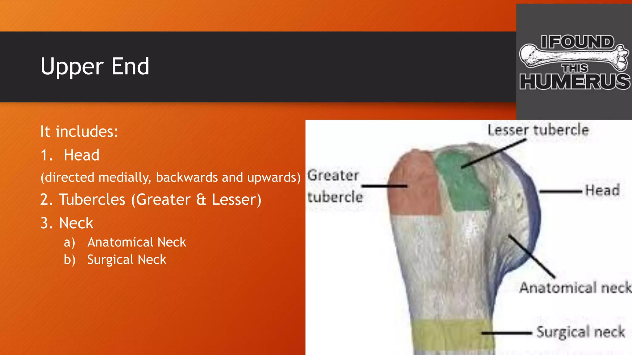 Gross features of humerus | PDF