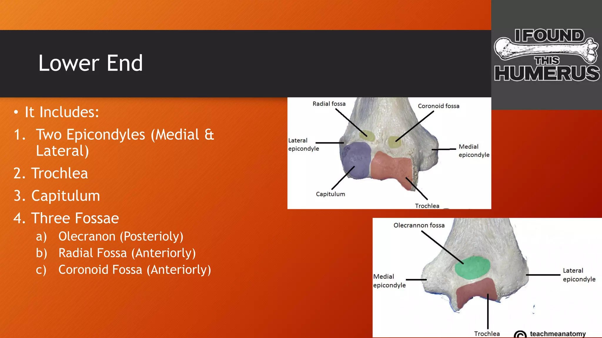 Gross features of humerus | PDF