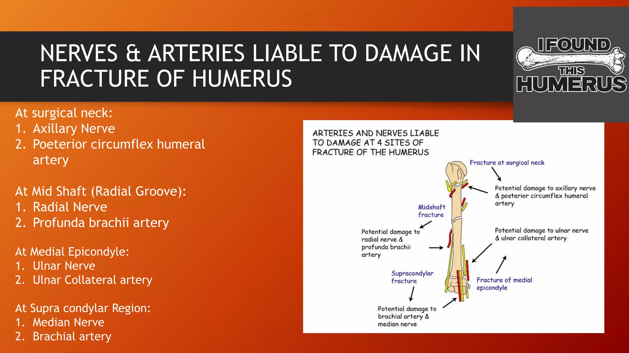 Gross features of humerus | PDF