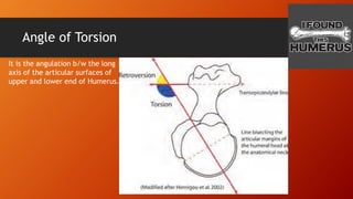 Gross features of humerus | PDF