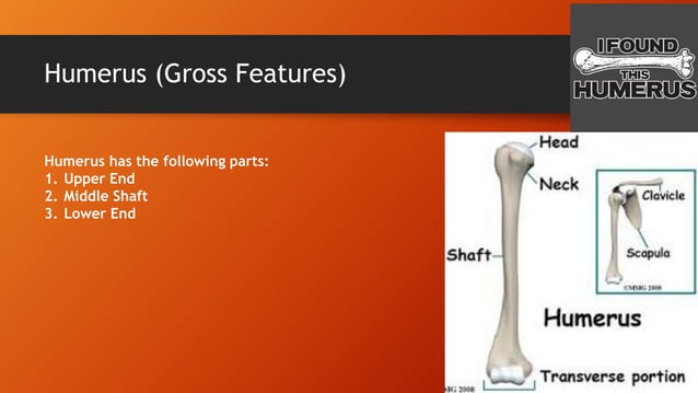 Gross features of humerus | PPT
