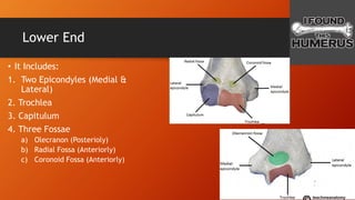 Gross features of humerus | PDF