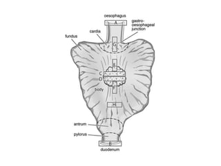 Grossing of Gastrointestinal specimens | PPTX