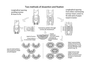 Grossing of Gastrointestinal specimens | PPTX