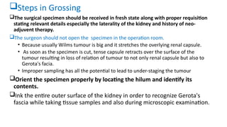 GROSSING OF KIDNEY.pptx, Anatomy and grossing | PPTX