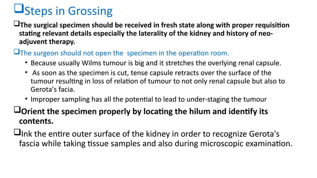 GROSSING OF KIDNEY.pptx, Anatomy and grossing | PPTX | Medical Health