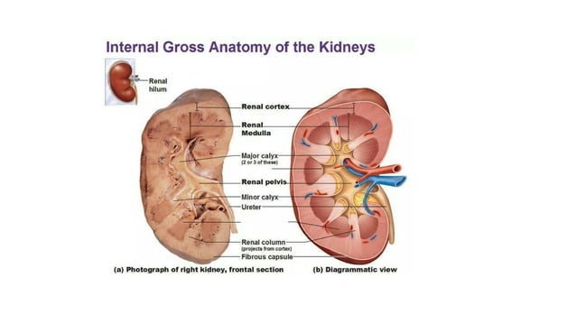 GROSSING OF KIDNEY.pptx, Anatomy and grossing | PPTX | Medical Health