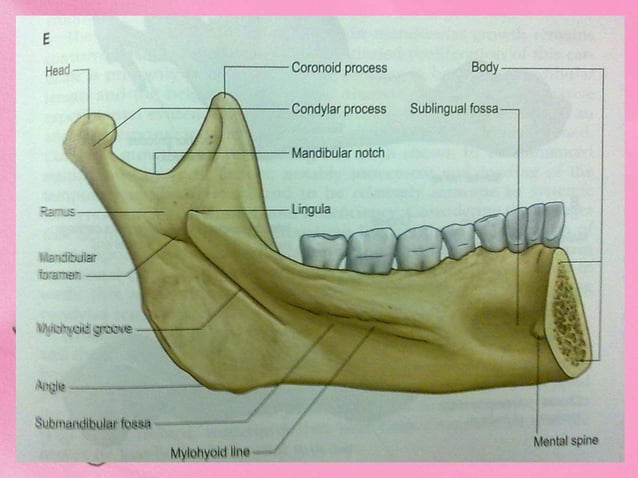 Grossing of mandibulectomy specimen - Dr Pranav, MGIMS