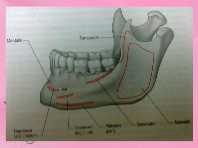 Grossing of mandibulectomy specimen - Dr Pranav, MGIMS