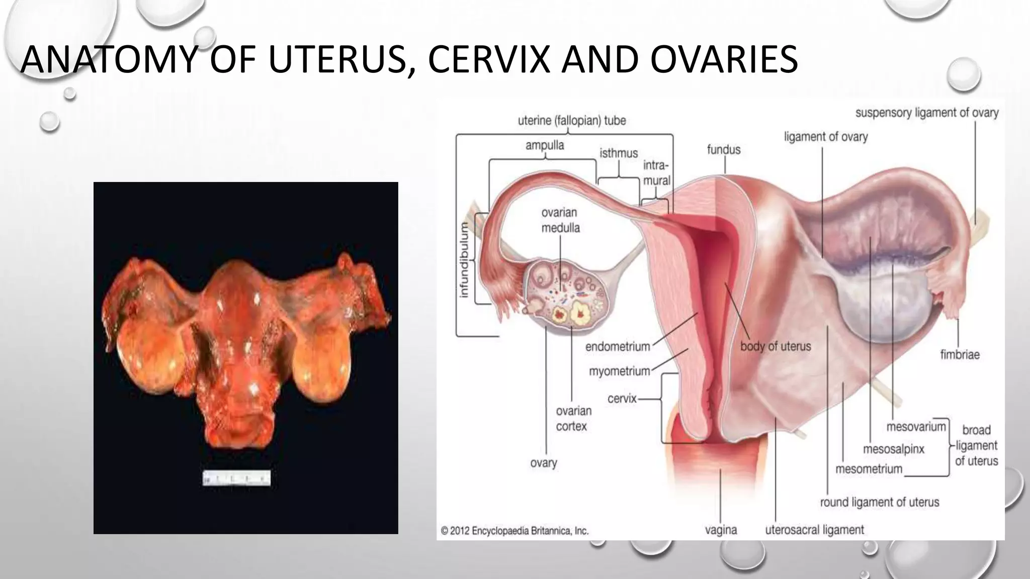 Histopath Grossing of uterus cervix &ovary | PPTX
