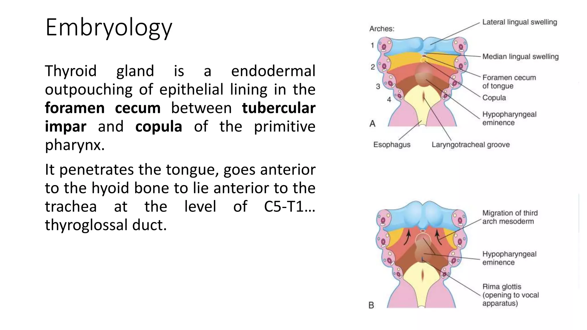 Grossing thyroid gland | PPTX