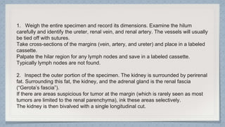 gross kidney methods for histology techniques.pptx