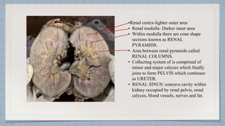 gross kidney methods for histology techniques.pptx