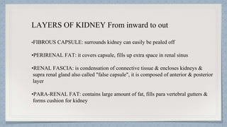 gross kidney methods for histology techniques.pptx