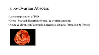 Gross & microscopy of FGT.pptx gross and micro | PPTX