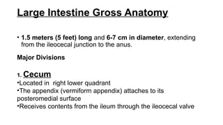 gross of intestine.pptximportant topic for pathology | PPTX