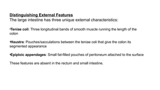 gross of intestine.pptximportant topic for pathology | PPTX