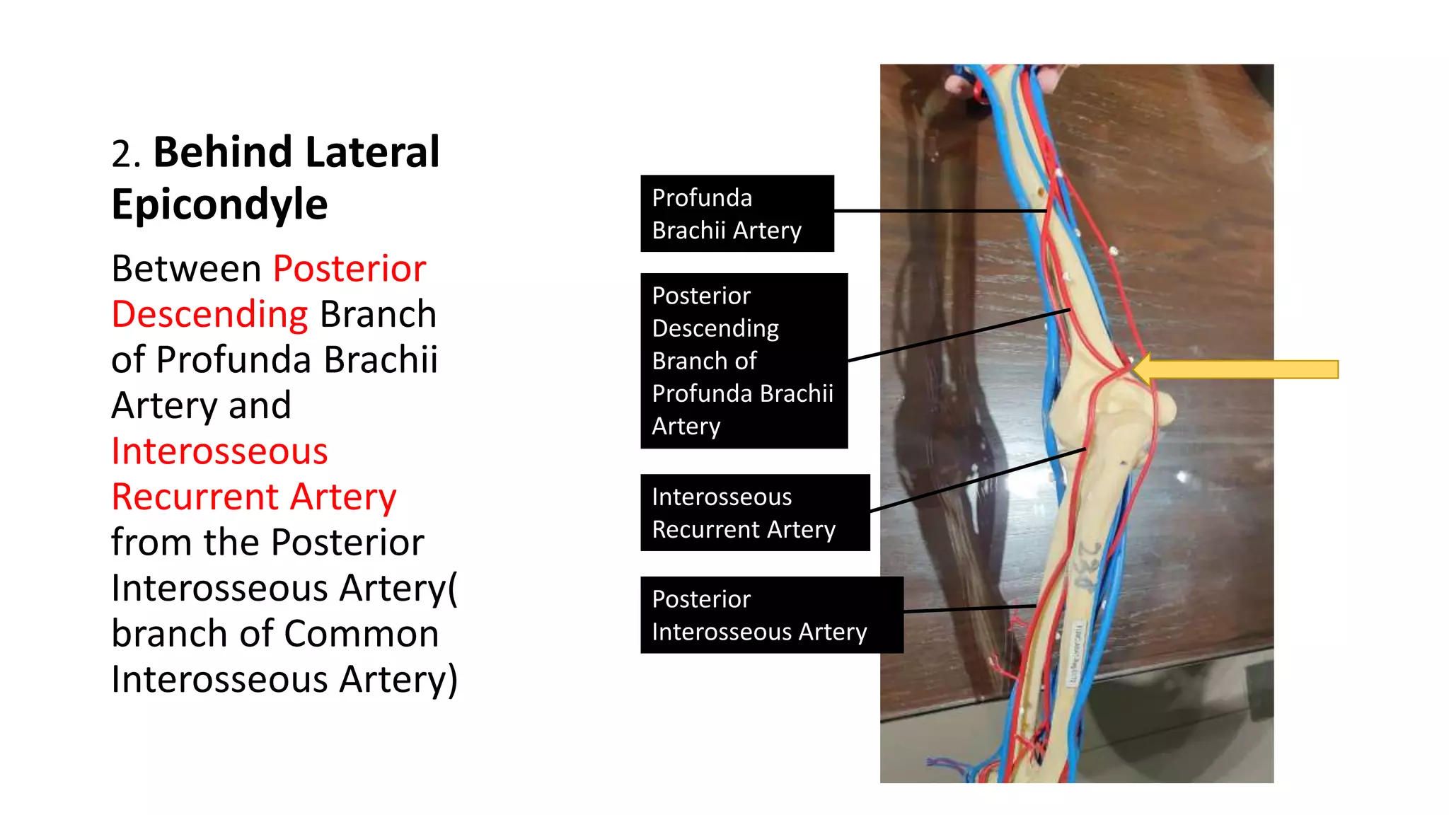 Gross Spotting Of Elbow Joint, Wrist,.pptx