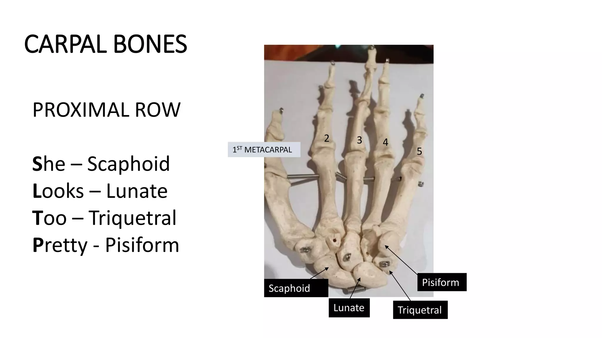 Gross Spotting Of Elbow Joint, Wrist,.pptx