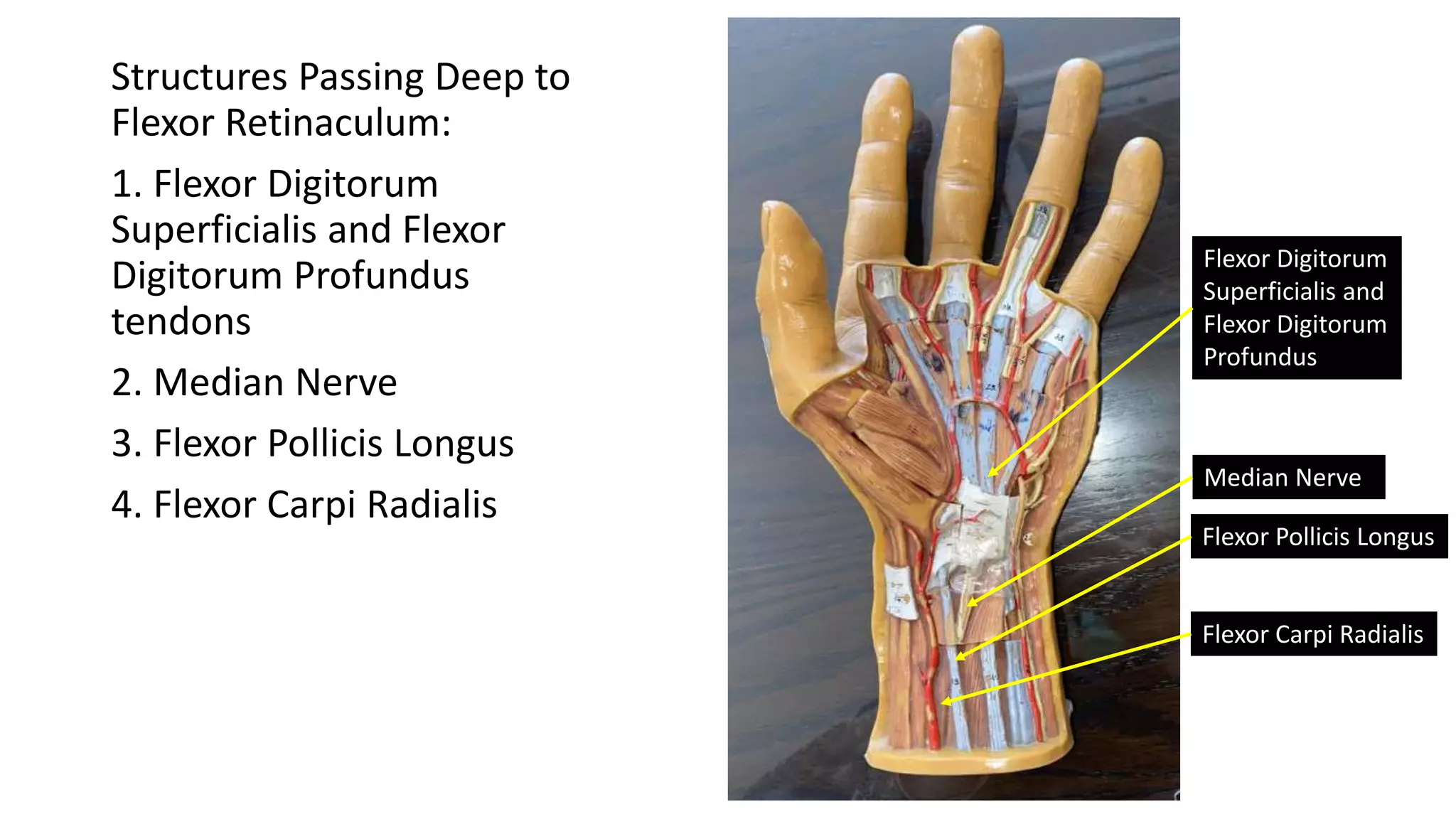 Gross Spotting Of Elbow Joint, Wrist,.pptx