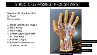 Gross Spotting Of Elbow Joint, Wrist,.pptx