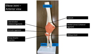 Gross Spotting Of Elbow Joint, Wrist,.pptx