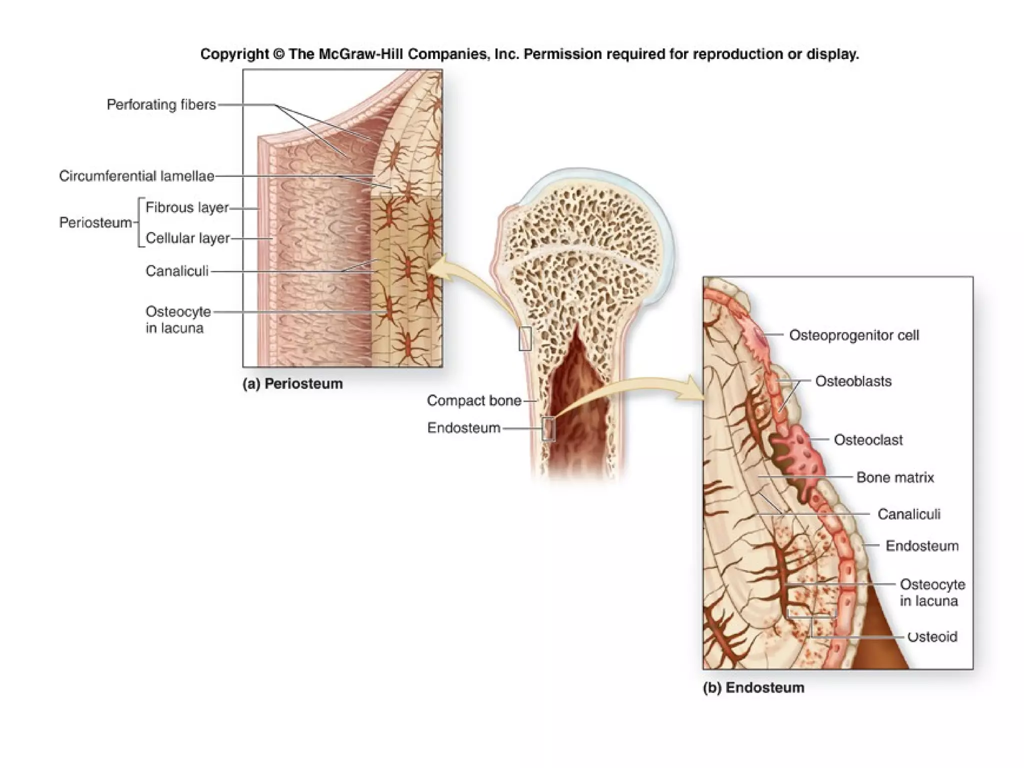 Gross structure of adult long bone | PPT