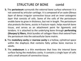 Gross structure of adult long bone | PPT