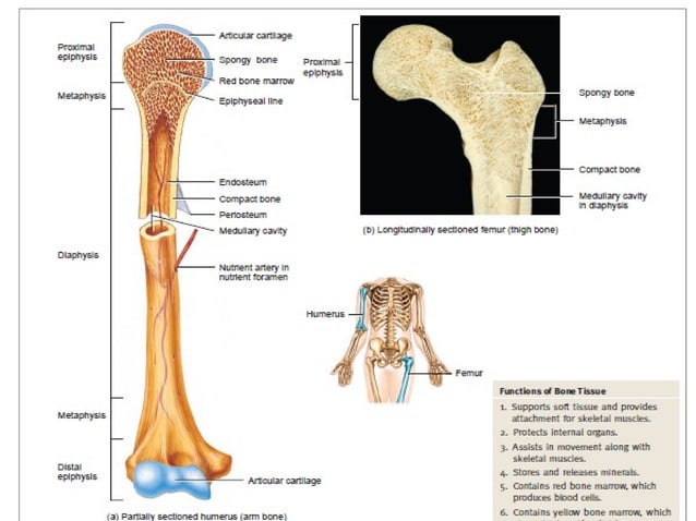 Gross structure of adult long bone | PPT