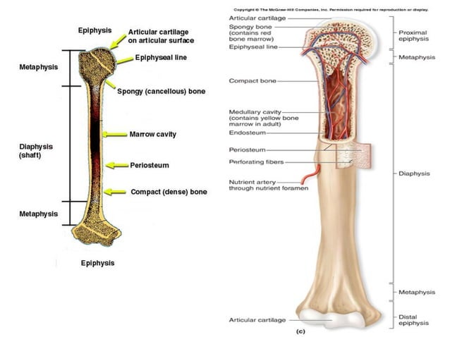 Gross structure of adult long bone | PPT