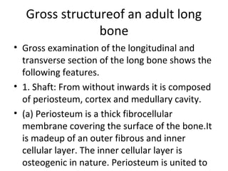 Gross structure of adult long bone | PPT