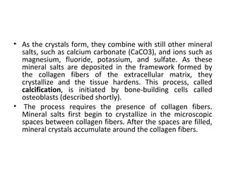 Gross structure of adult long bone | PPT