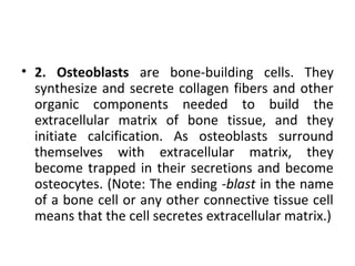 Gross structure of adult long bone | PPT