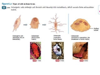 Gross structure of adult long bone | PPT