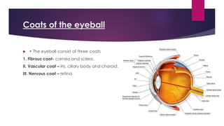 Gross structure of eye.pdf. . | PPT