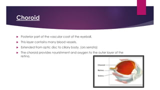 Gross structure of eye.pdf. . | PDF