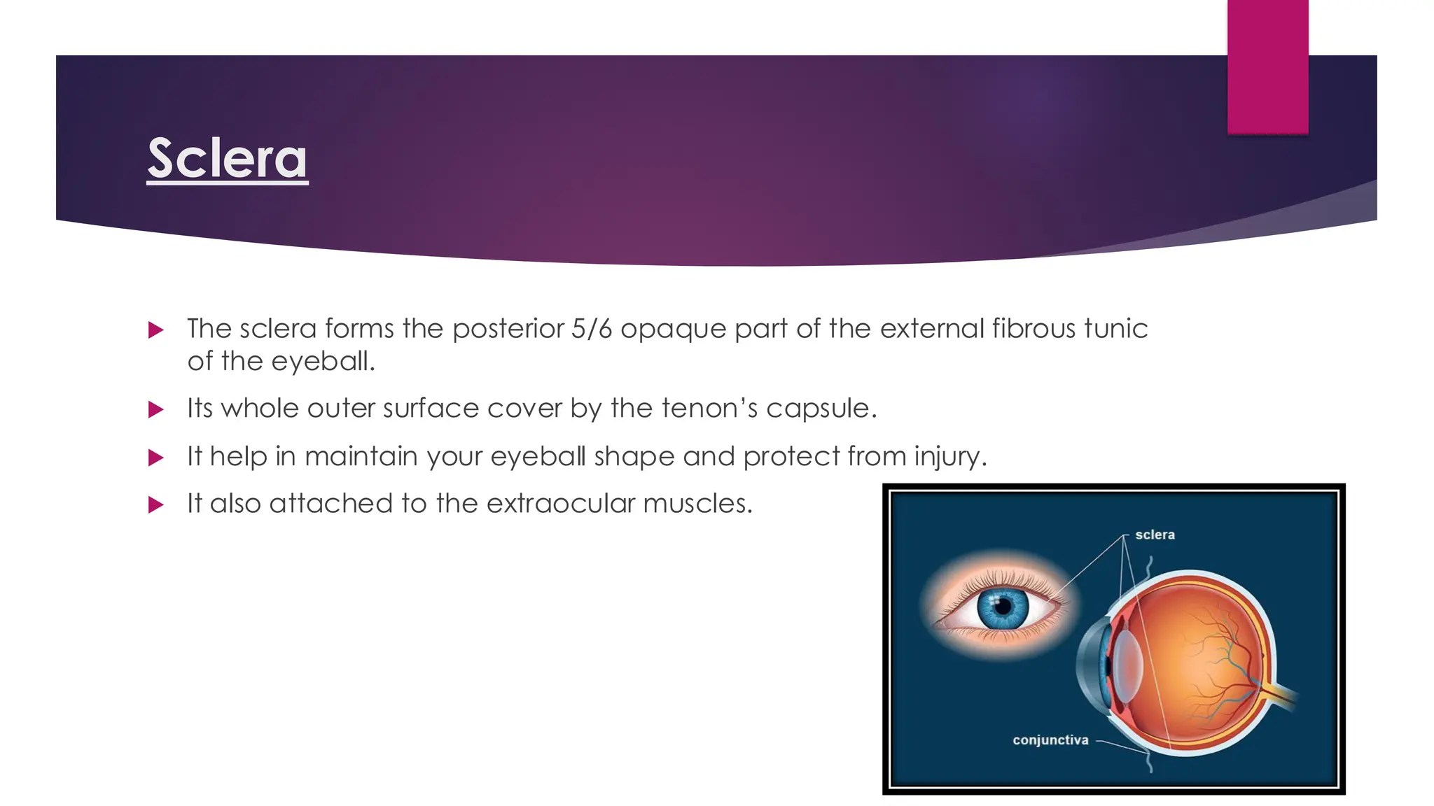 Gross structure of eye.pdf. . . . . | PDF