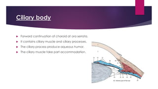 Gross structure of eye.pdf. . . . . | PDF