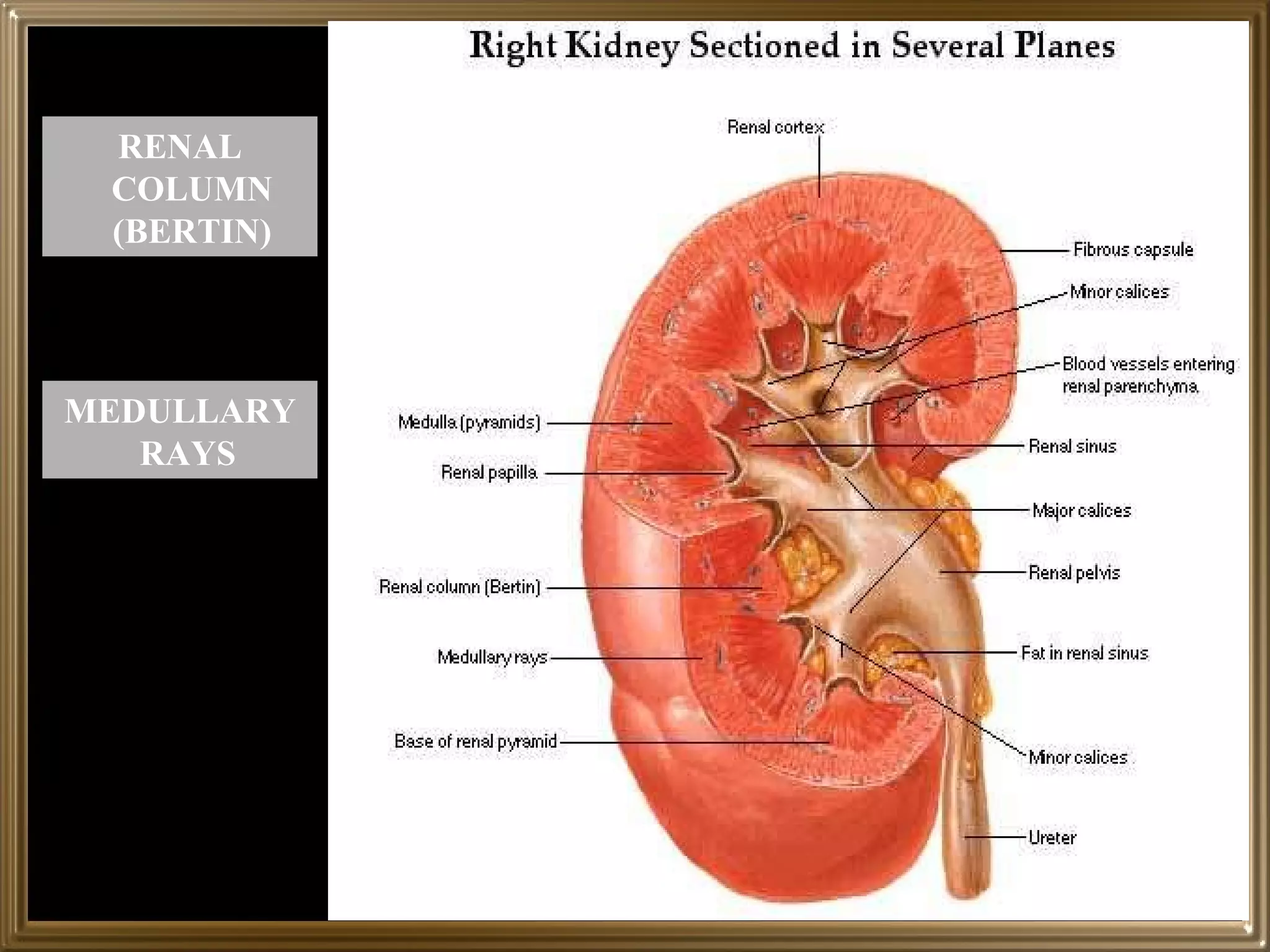 Gross structure of kidney and ureter | PPT