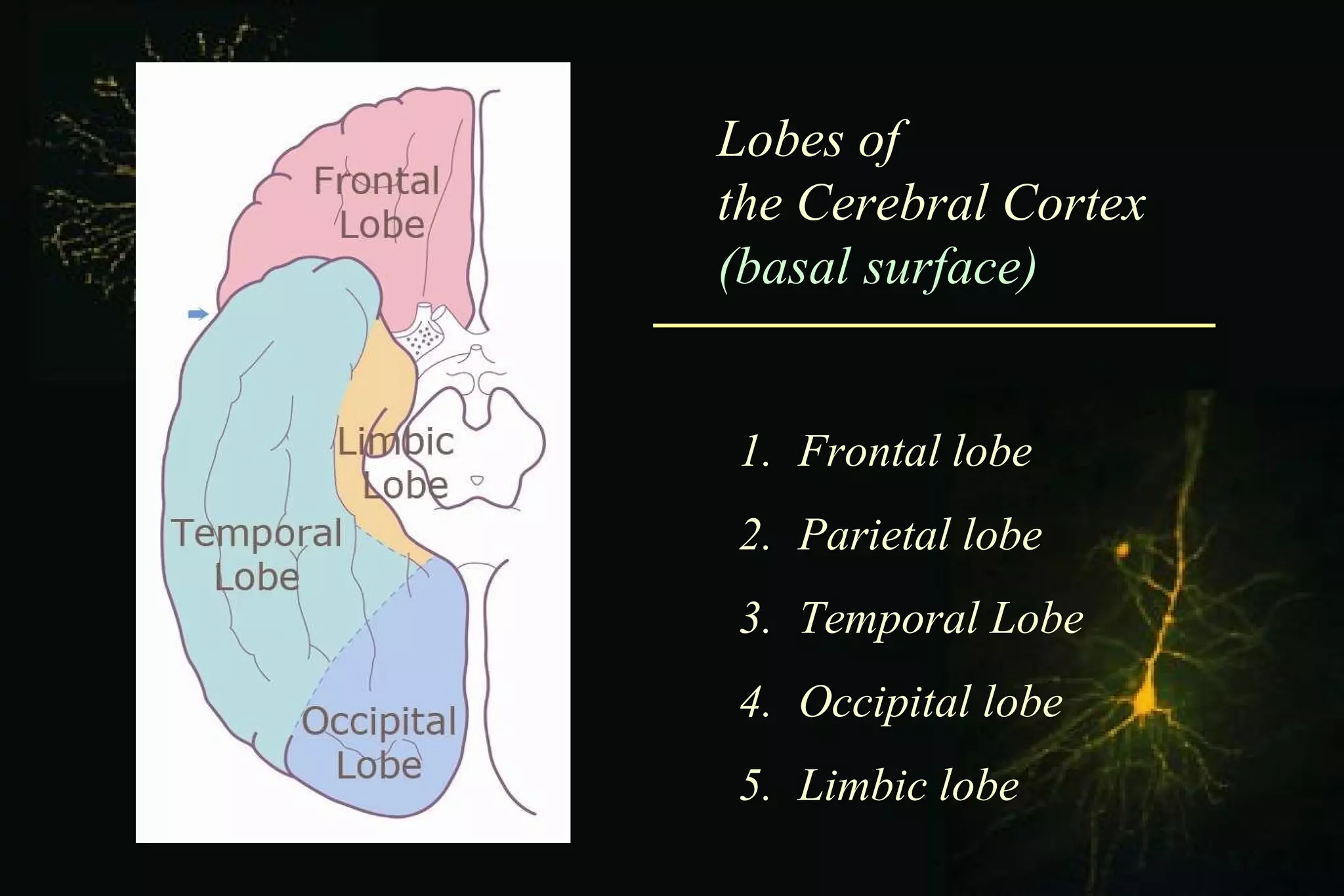 Gross structure of the brain | PPT