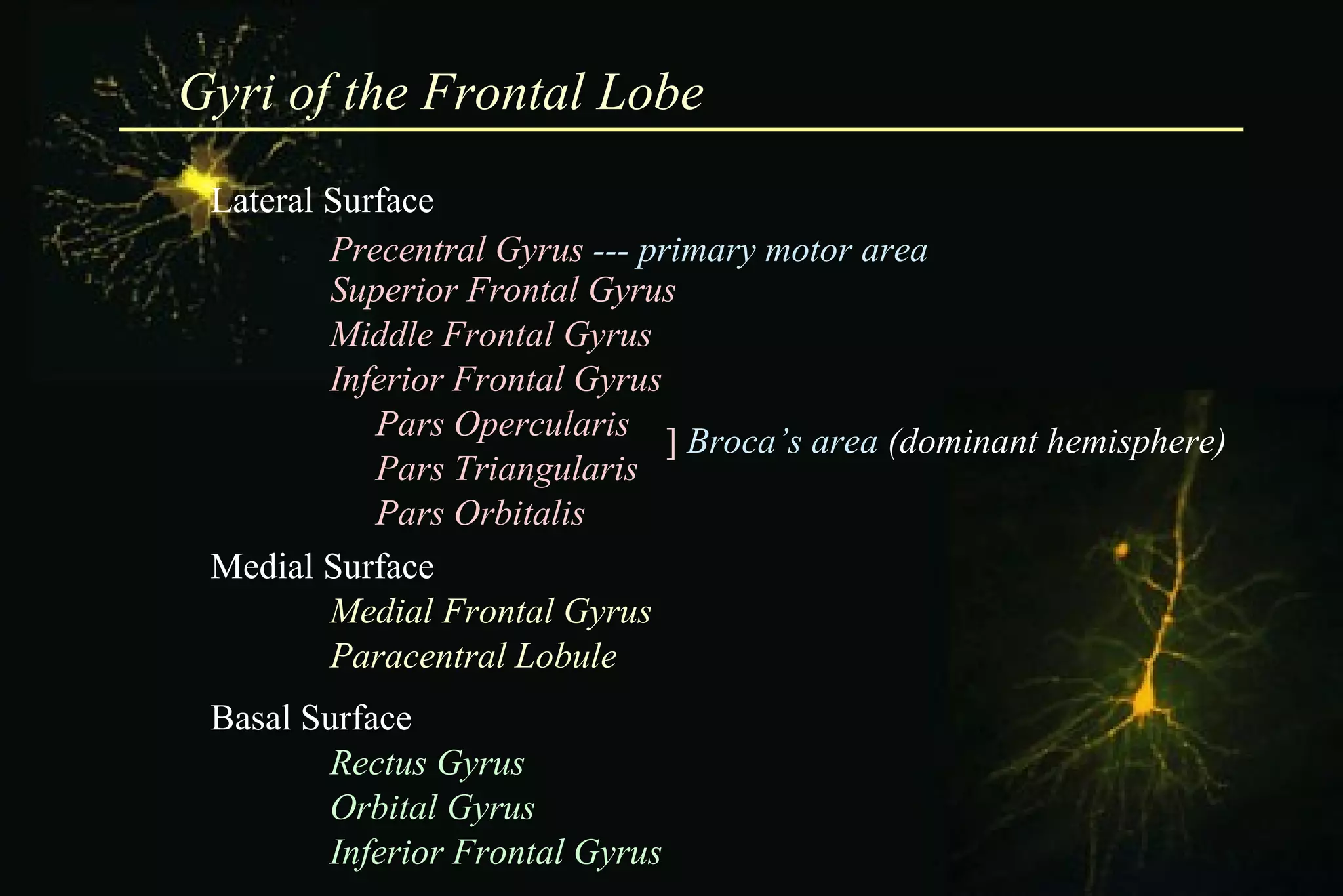 Gross structure of the brain | PPT